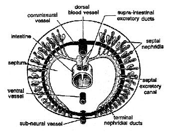Earthworm Excretory System, Nephredia - Transtutors